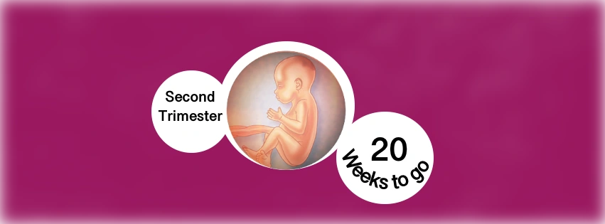 Pregnancy Week 20: Symptoms and Expert Advice - Healthpind